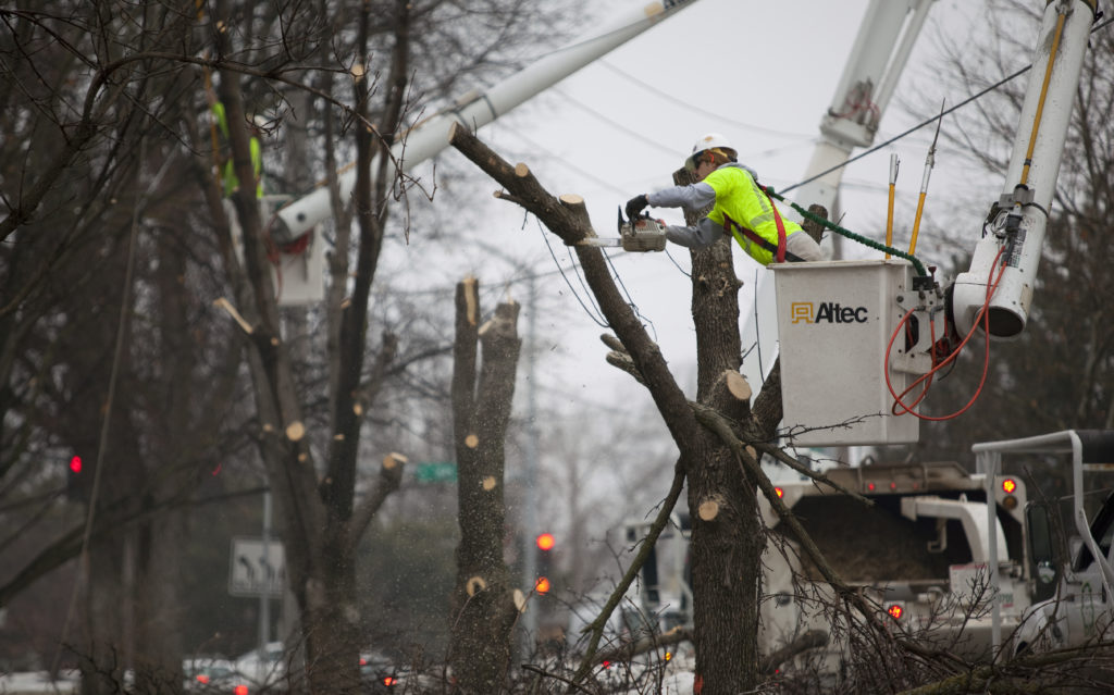 Crews begin work to remove trees from Watson Park near downtown | News ...